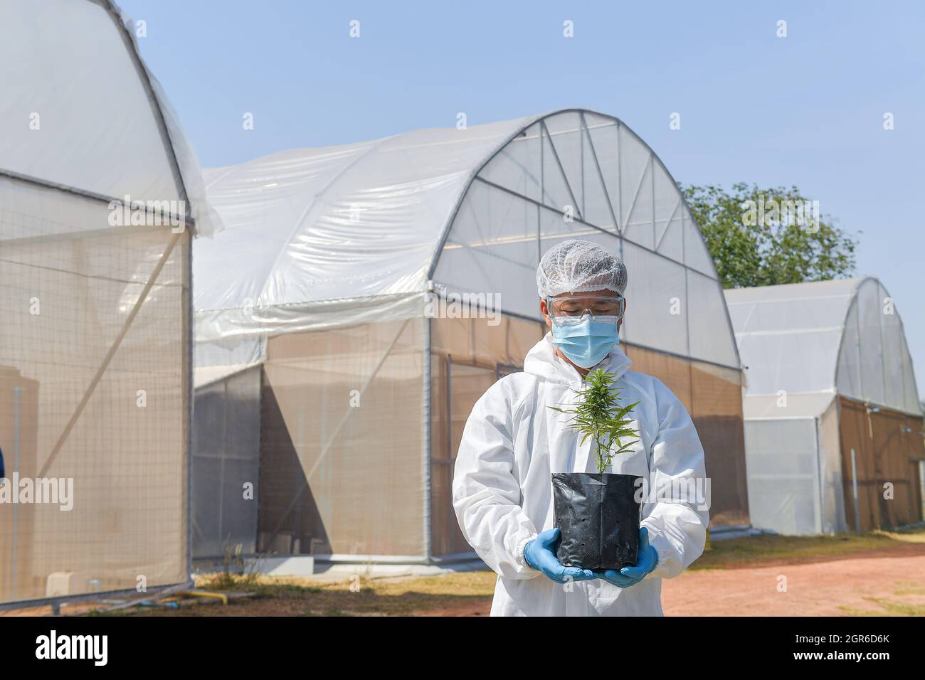 Cannabis farm house hi-res stock photography and images - Alamy