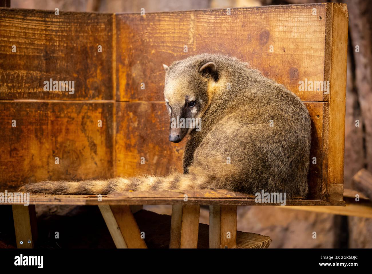 Zoo animal badger hi-res stock photography and images - Alamy
