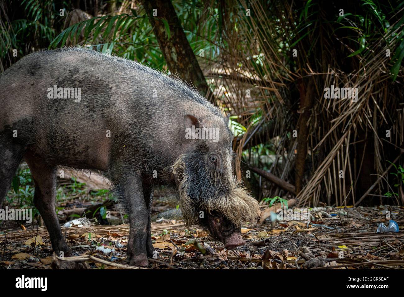Alone pig hi-res stock photography and images - Alamy