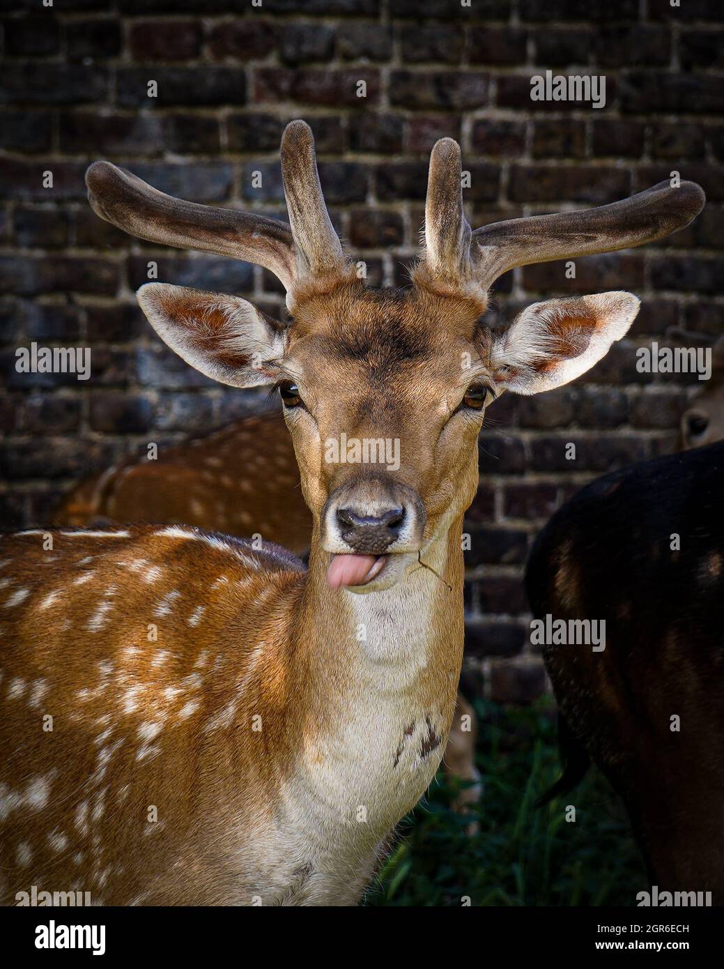Fawn Skull High Resolution Stock Photography and Images - Alamy