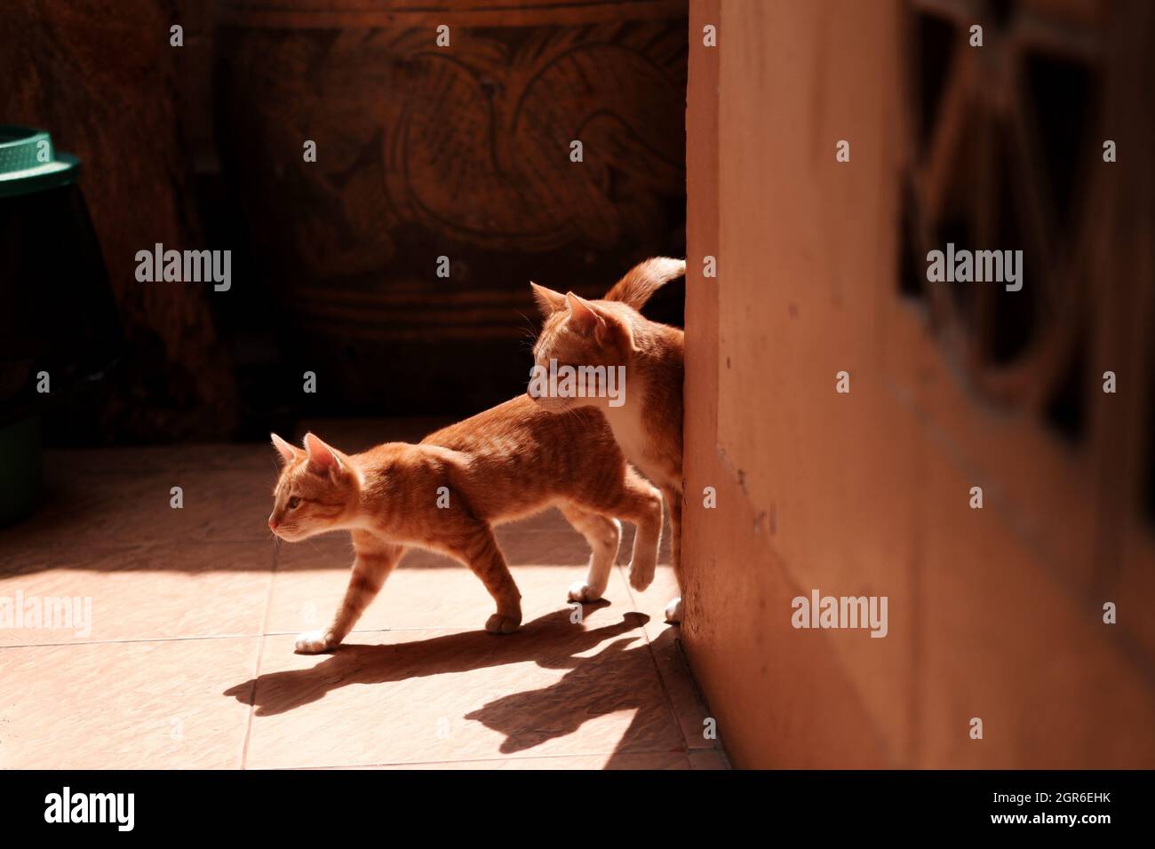 View Of A Cats Stock Photo - Alamy