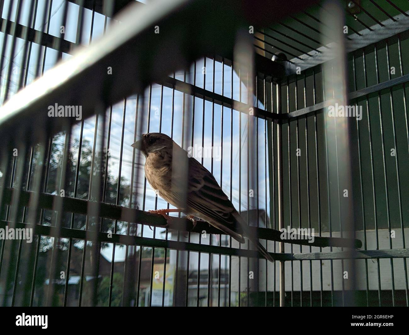 Bird cage cages hi-res stock photography and images - Alamy
