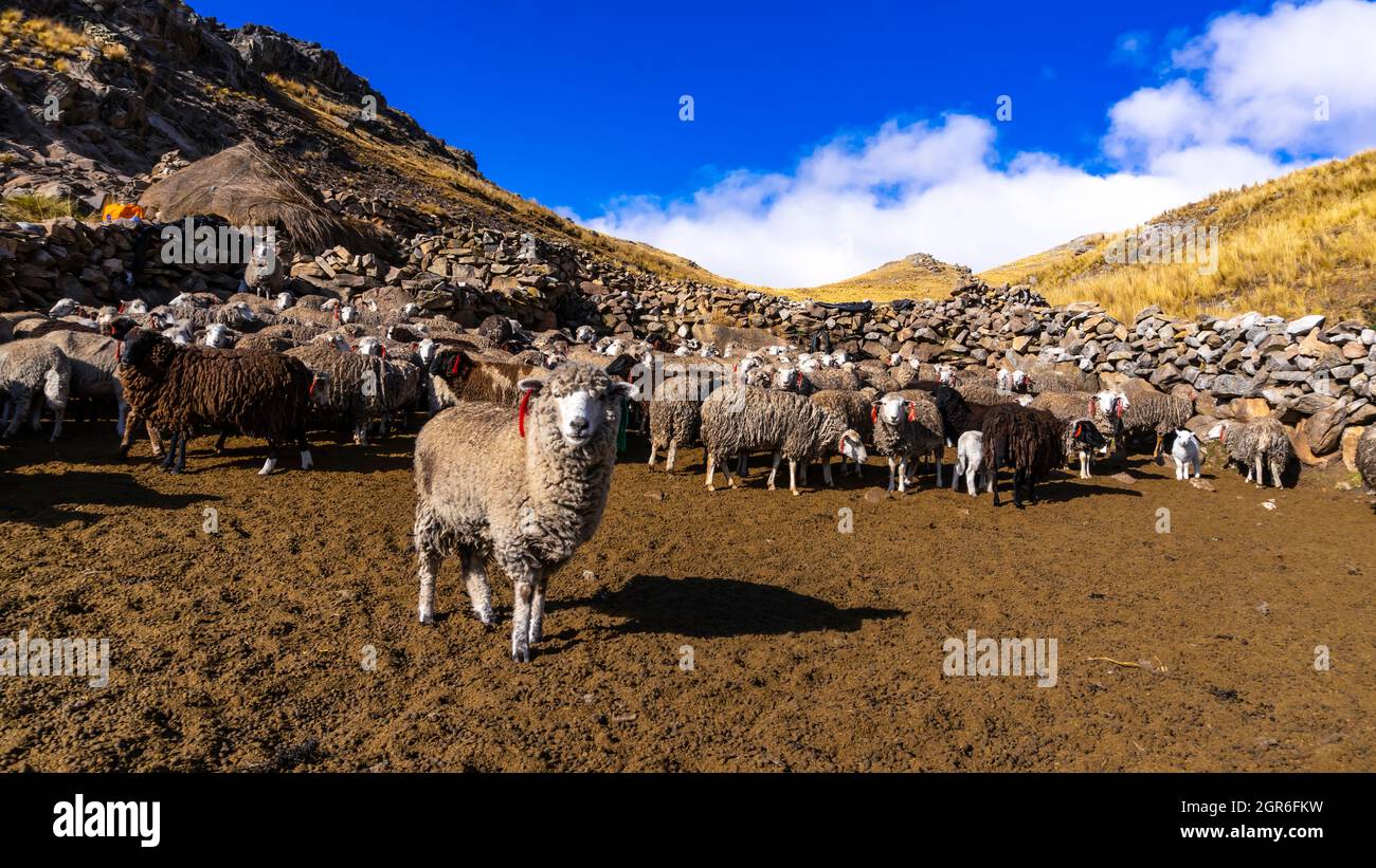 Woolly sheep in the Sierra de Peru Stock Photo - Alamy