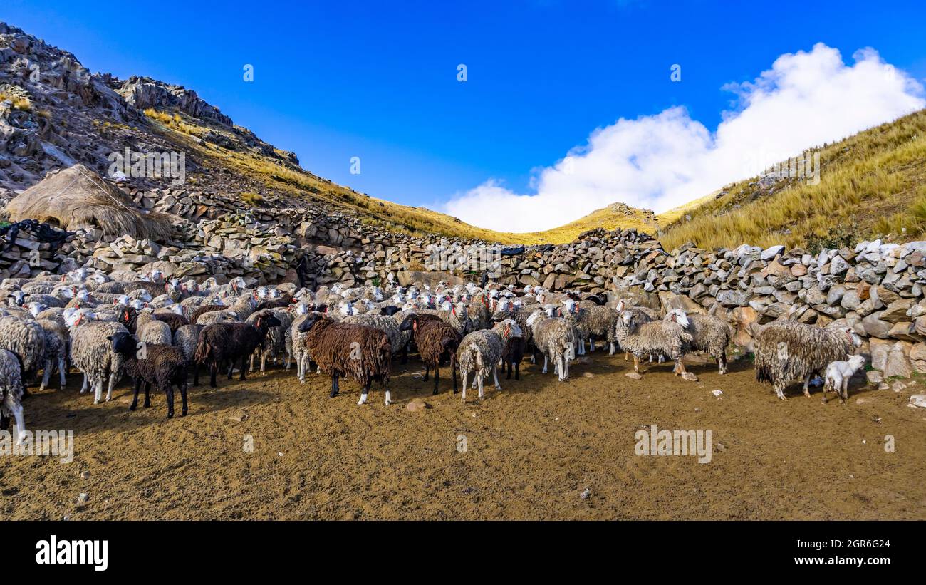 Woolly sheep in the Sierra de Peru Stock Photo - Alamy
