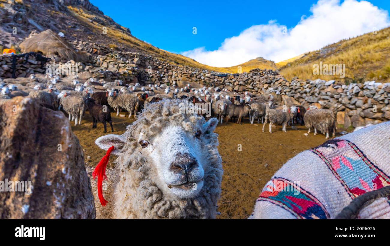 Woolly sheep in the Sierra de Peru Stock Photo - Alamy