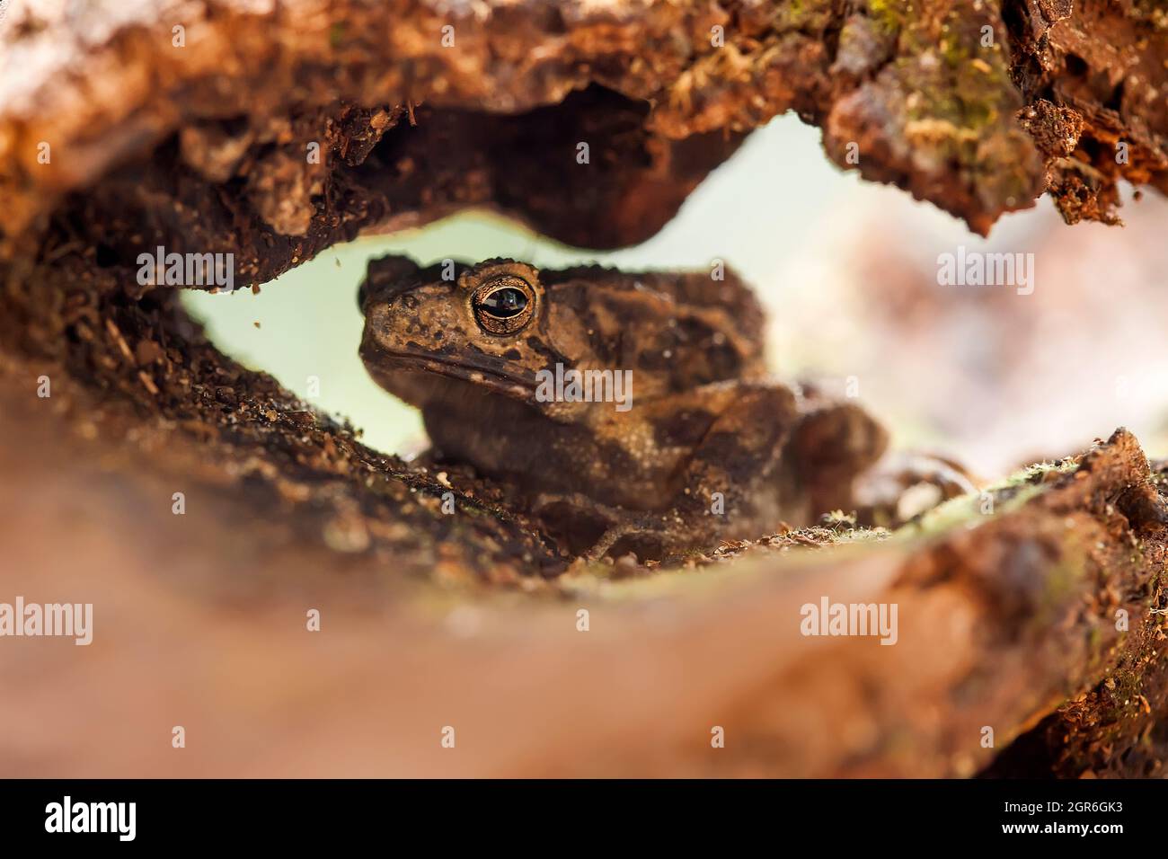 Rough tree frog hi-res stock photography and images - Alamy