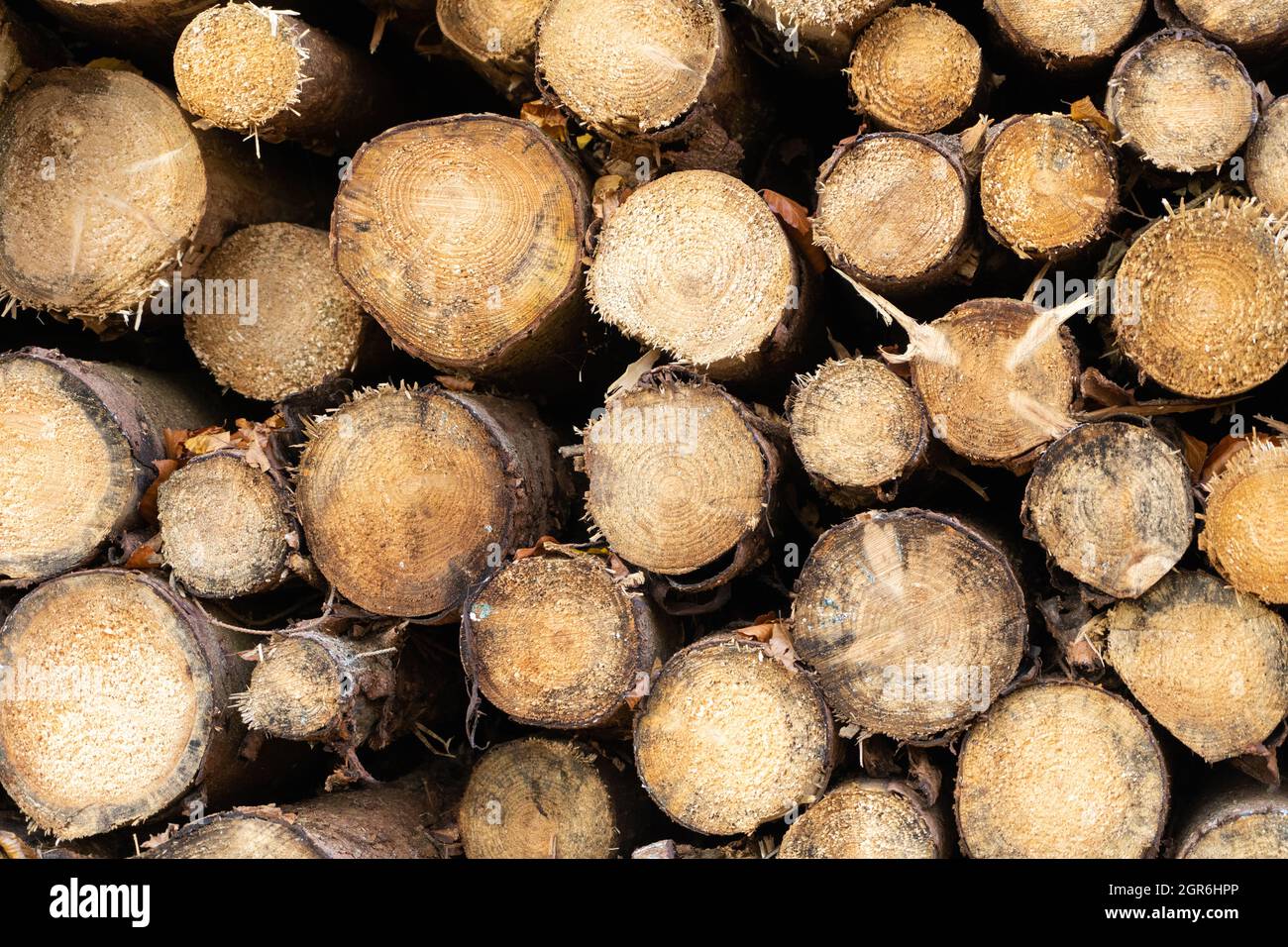 Lots of plant trunks hi-res stock photography and images - Alamy