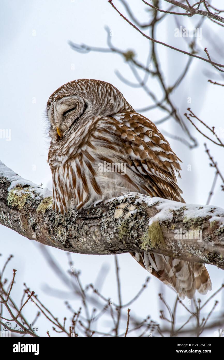 Barred owl hawk hi-res stock photography and images - Alamy