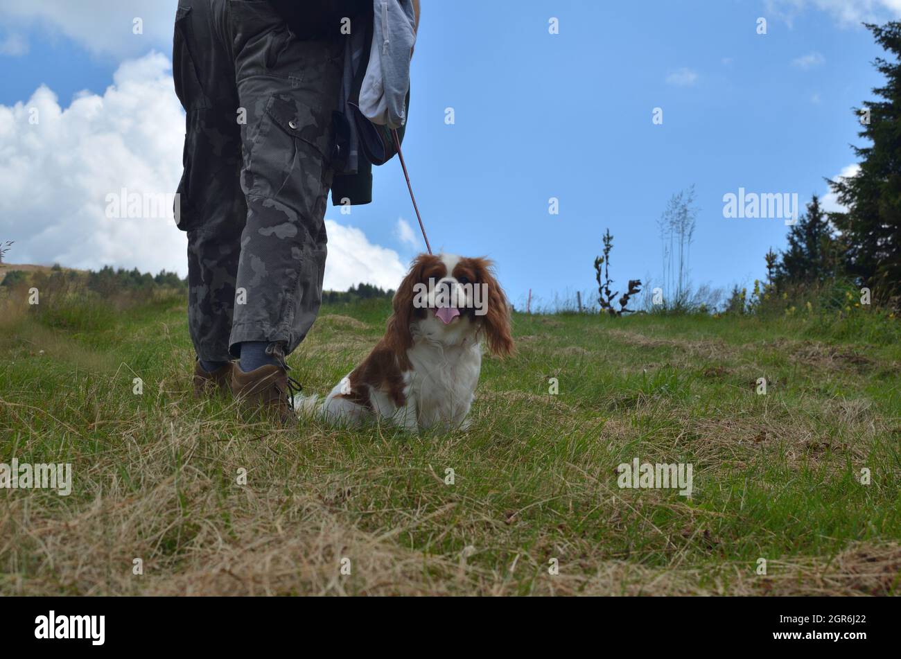 Person dressed as cavalier hi-res stock photography and images - Alamy