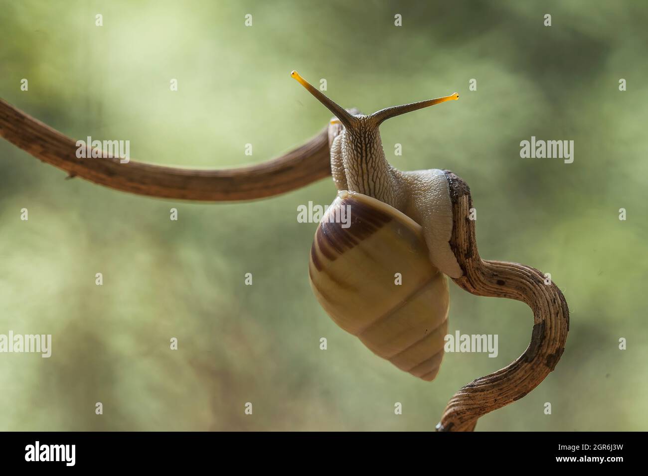 Snail From Borneo Forest Stock Photo - Alamy