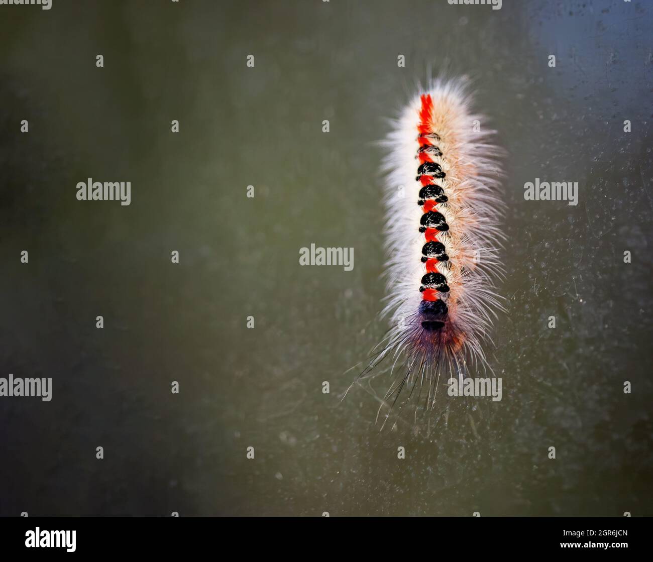 Black red caterpillar hi-res stock photography and images - Alamy
