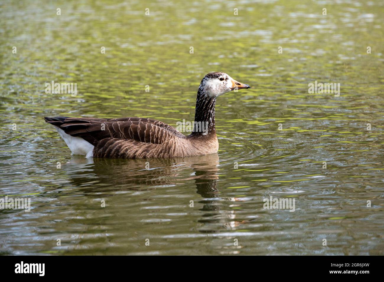 Hybrid geese hi-res stock photography and images - Alamy