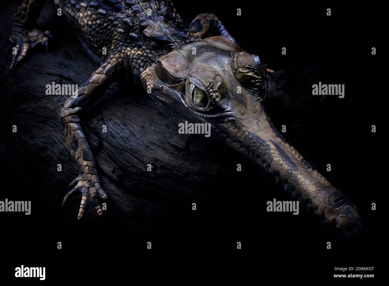 Banjarmasin kalimantan hi-res stock photography and images - Alamy