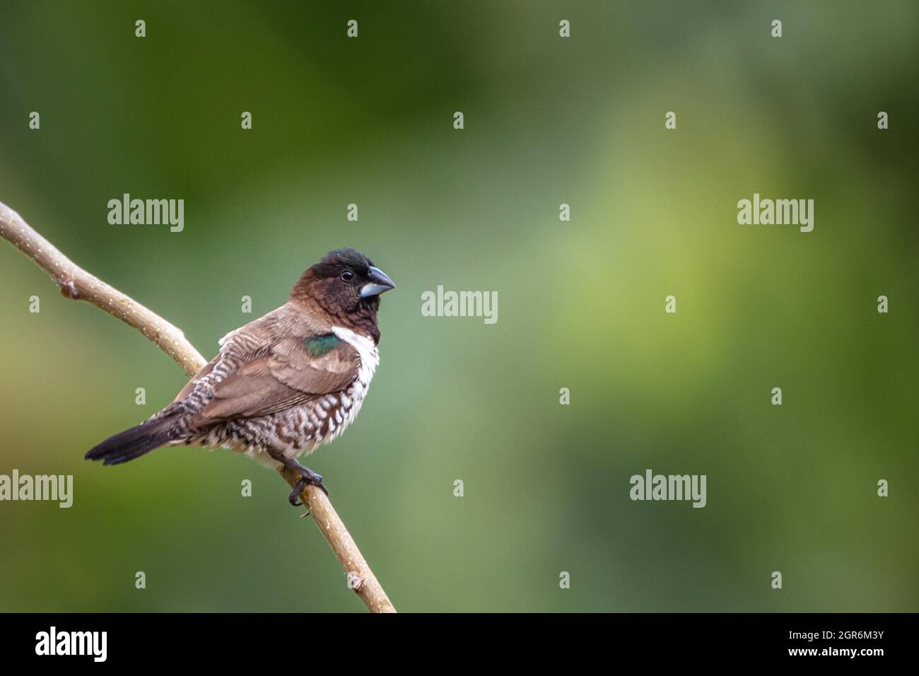 The Bronze Mannikin Or Bronze Munia Is A Small Passerine Bird Of The ...