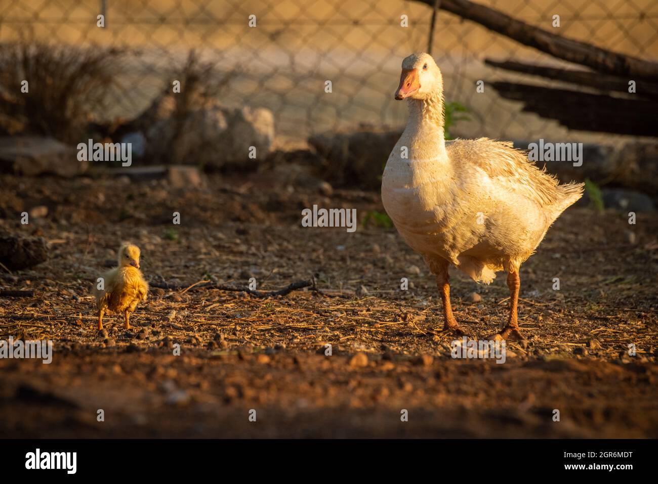 African domestic goose hi-res stock photography and images - Alamy