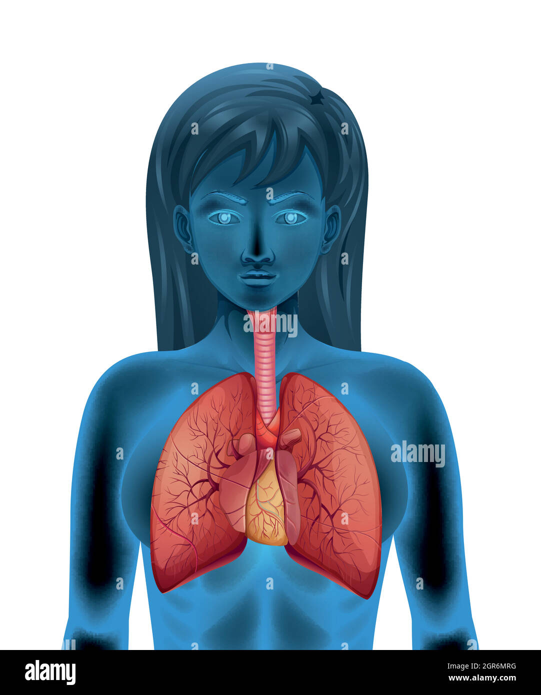 Human respiratory system Stock Vector Image & Art - Alamy