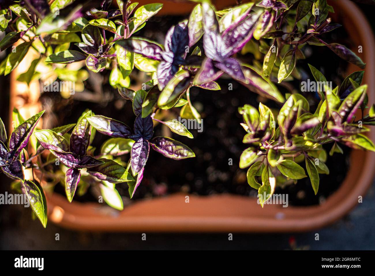 Purple Basil Plant High Resolution Stock Photography and Images - Alamy