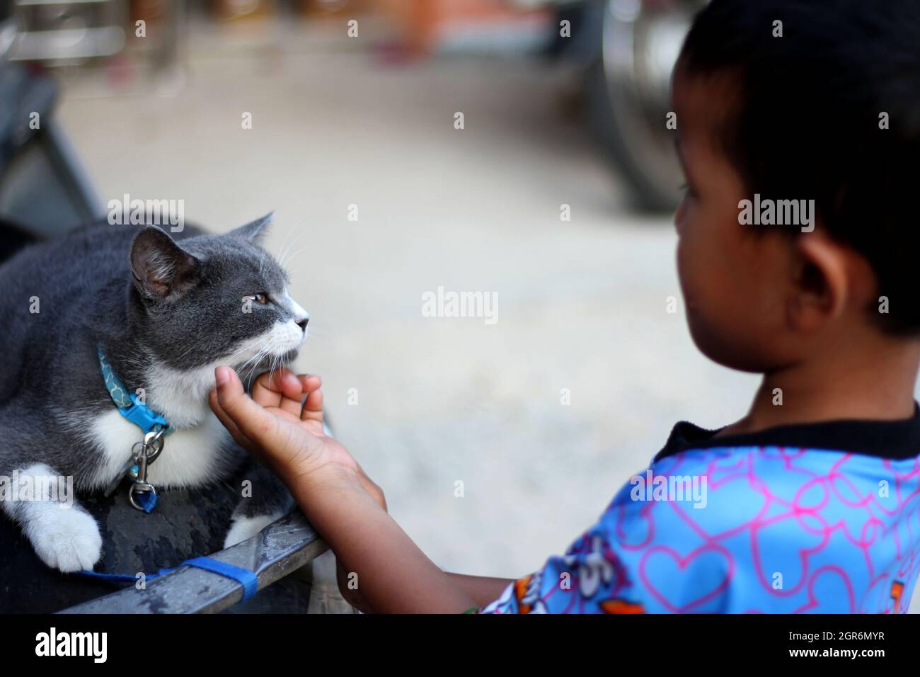 Boy cat lap hi-res stock photography and images - Alamy