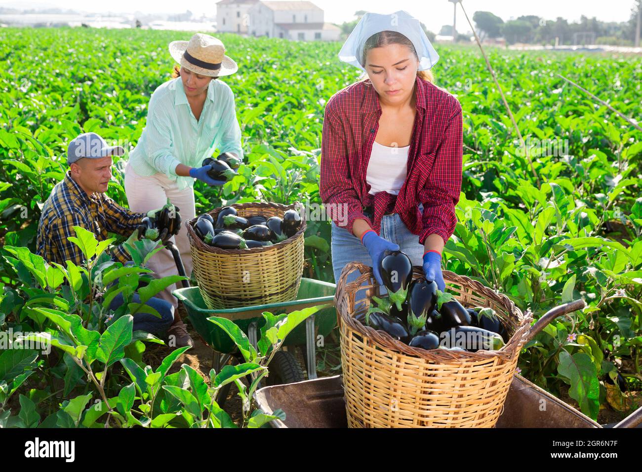Three hardworking farmers harvest ripe eggplants Stock Photo - Alamy