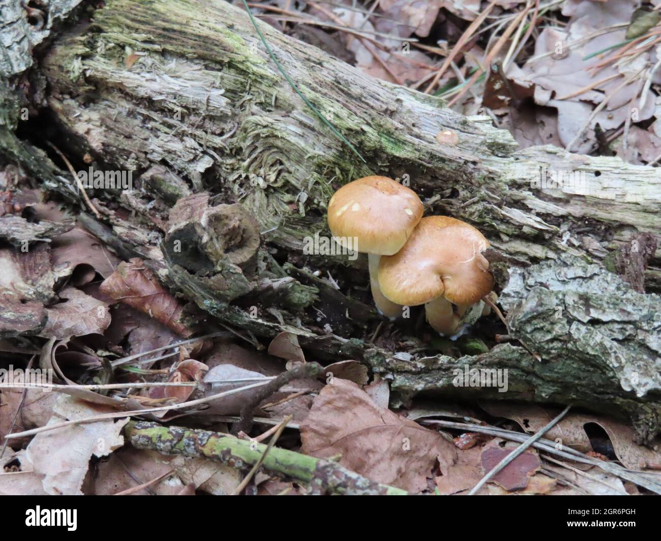 Cyclocybe aegerita hi-res stock photography and images - Alamy