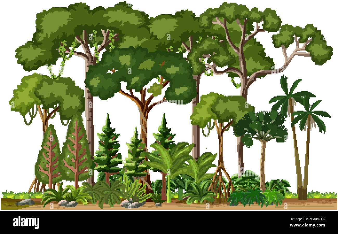 Tropical Rainforest Trees Drawing Wallpapers Gallery