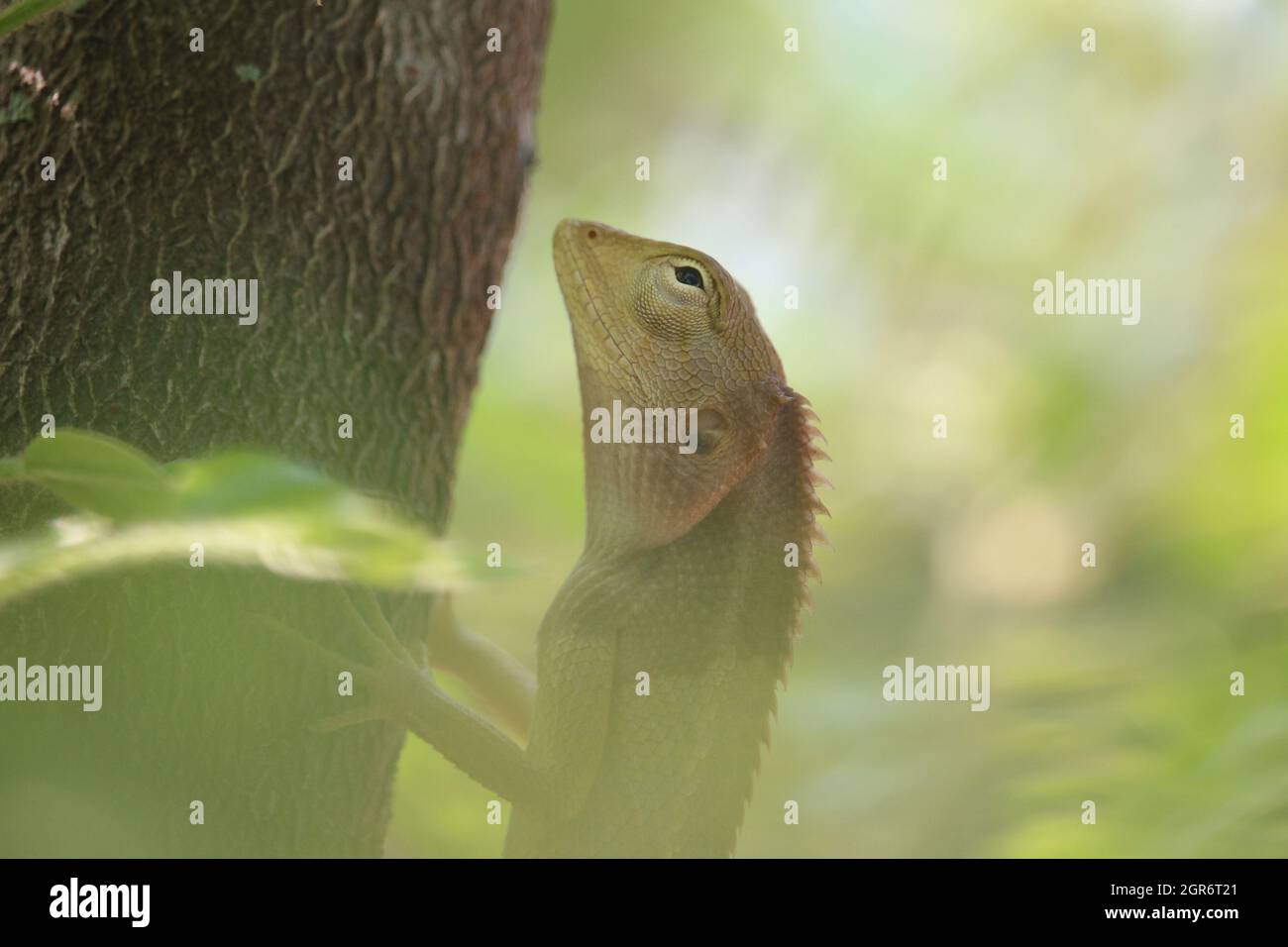 Bearded palm tree hi-res stock photography and images - Alamy
