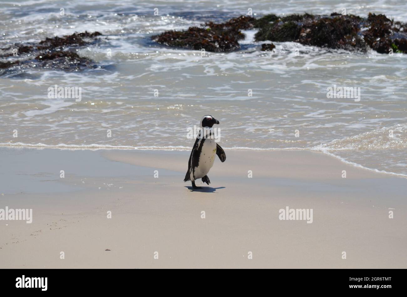 Penguin parade hi-res stock photography and images - Alamy