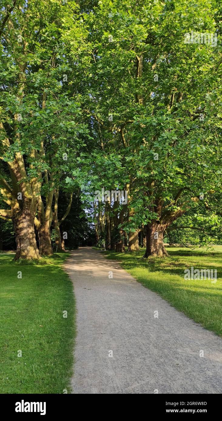 View of the pathway with trees and grass in the park Stock Photo - Alamy