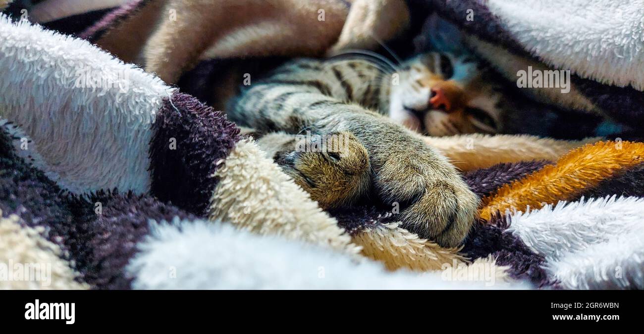 Tucked in bed hi-res stock photography and images - Alamy