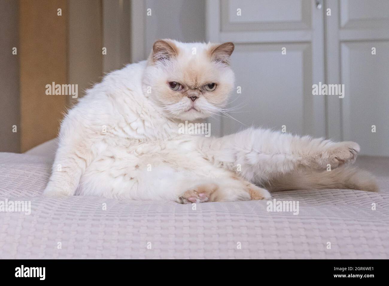 Cute Beige Domestic Cat Funny Extended Its Paw And Mused Stock Photo ...