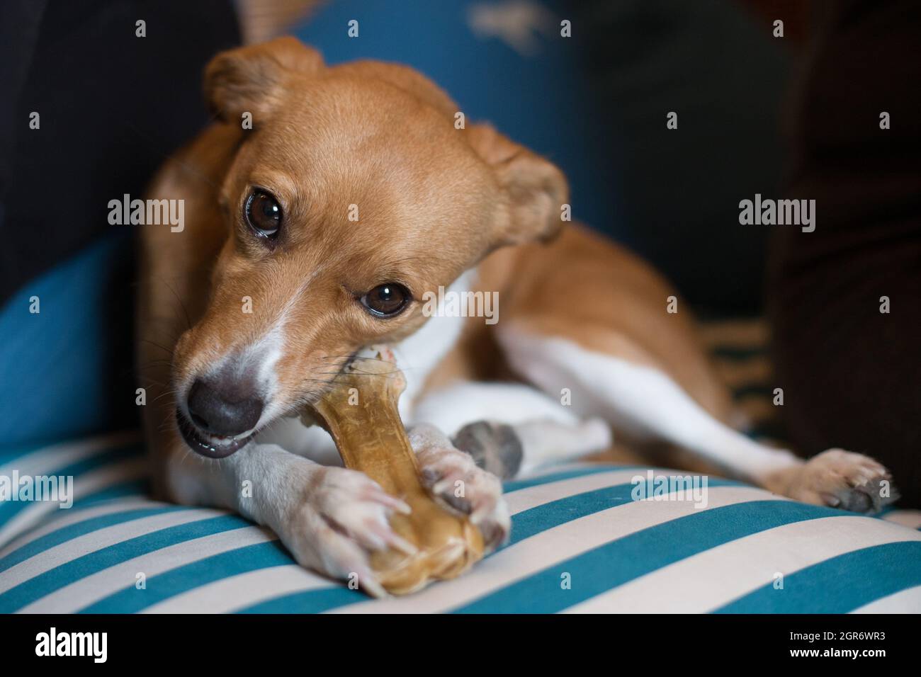 Bone bed hi-res stock photography and images - Alamy