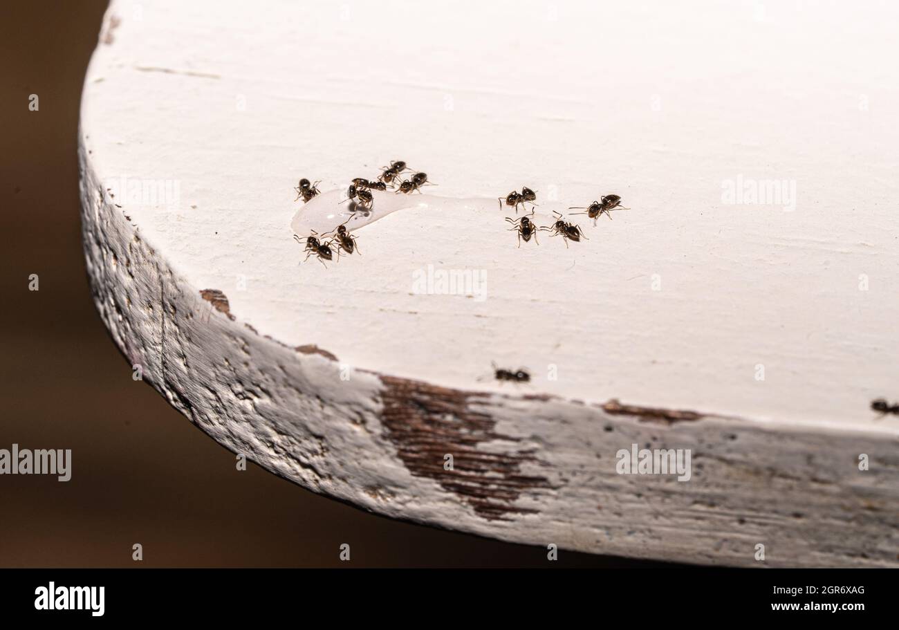 Invading insects hi-res stock photography and images - Alamy