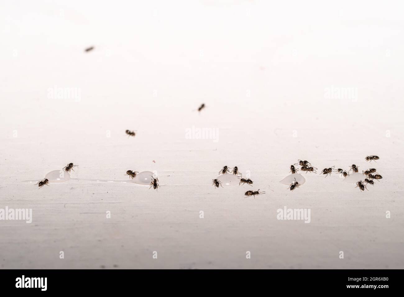 A group of home ants eating, invading a table, searching for sugar ...