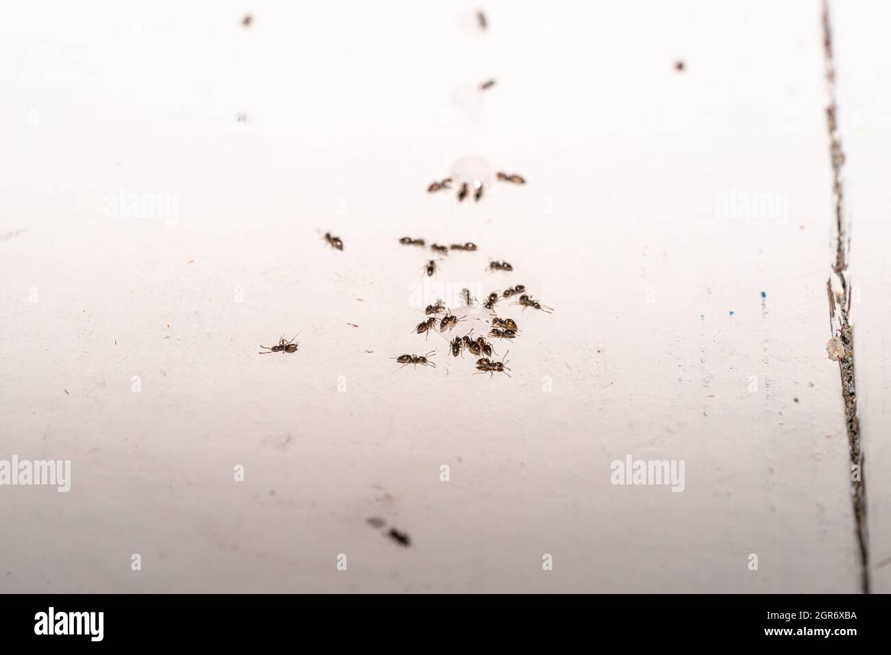 A group of home ants eating, invading a table, searching for sugar ...