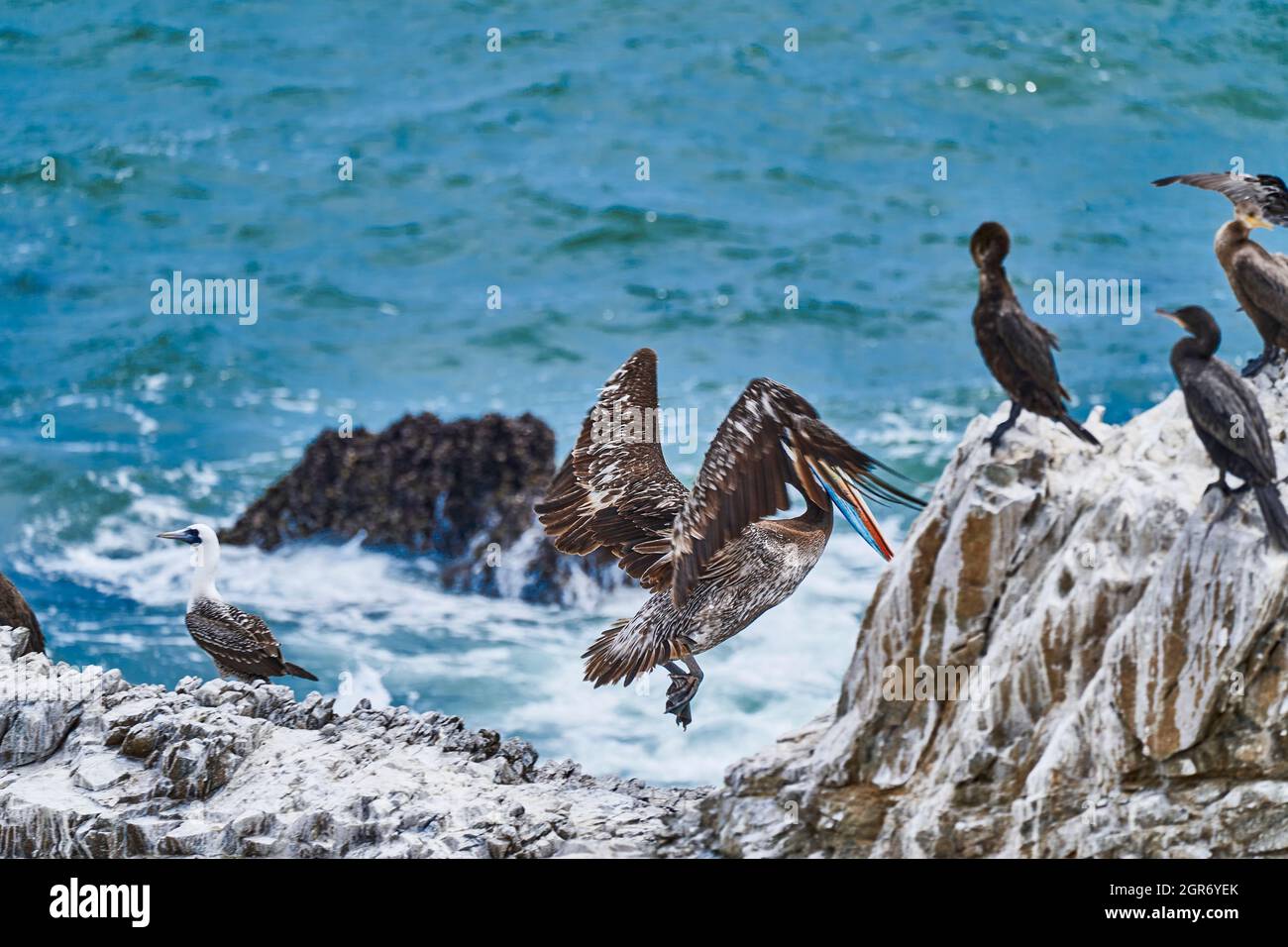 Cormorant guano hi-res stock photography and images - Alamy
