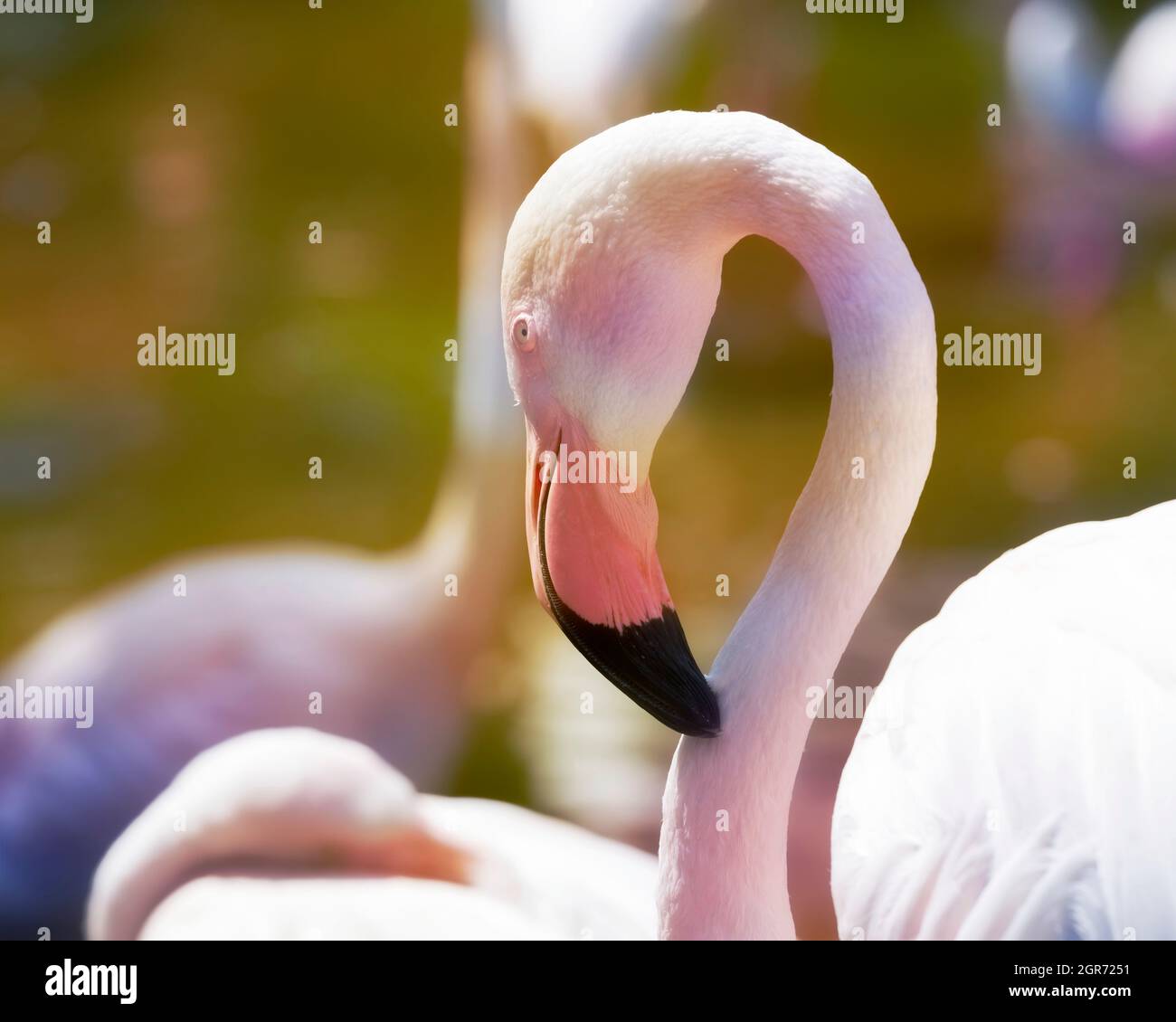 Pink flamingo in farm High Resolution Stock Photography and Images - Alamy