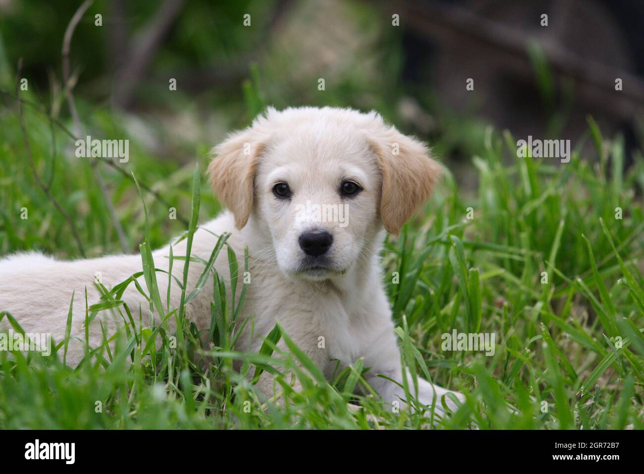 Maremma shepherd hi-res stock photography and images - Alamy