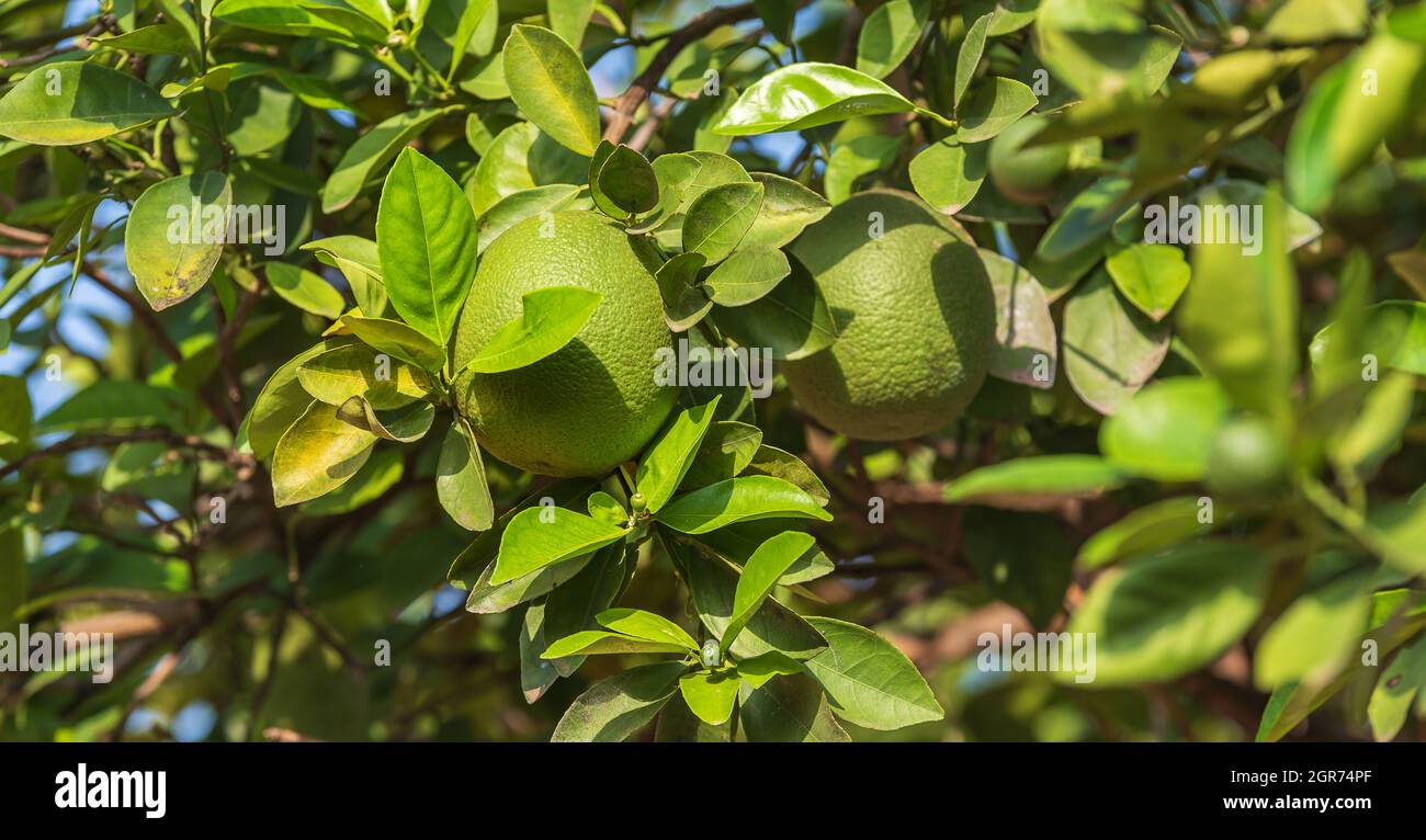 Mediterranean africa orchard hi-res stock photography and images - Alamy
