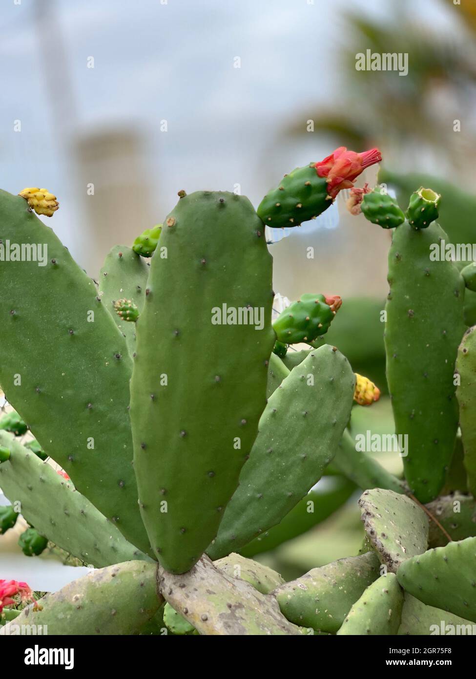 The san pedro fig hi-res stock photography and images - Alamy