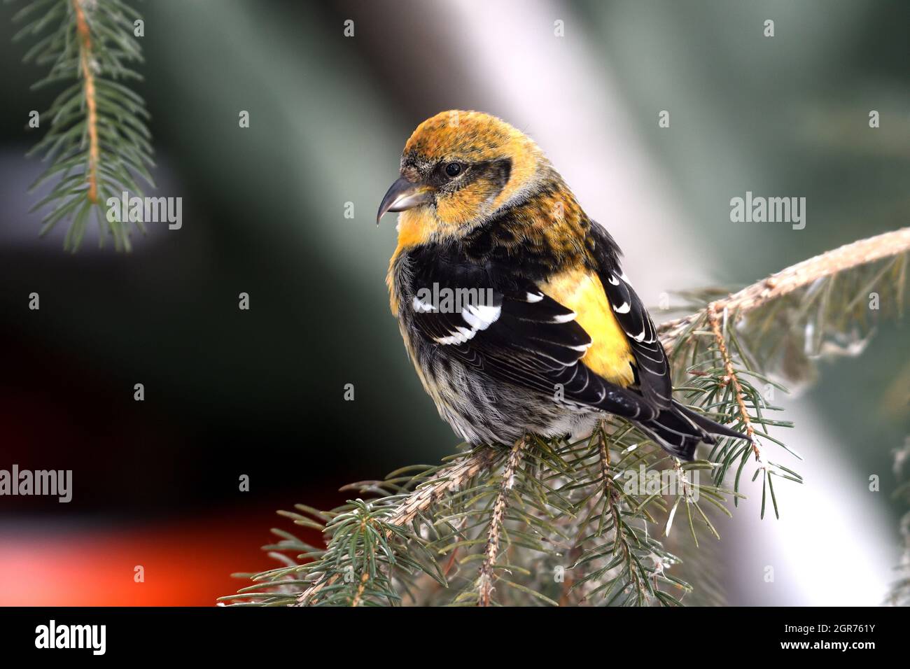 White Winged Crossbill High Resolution Stock Photography and Images - Alamy