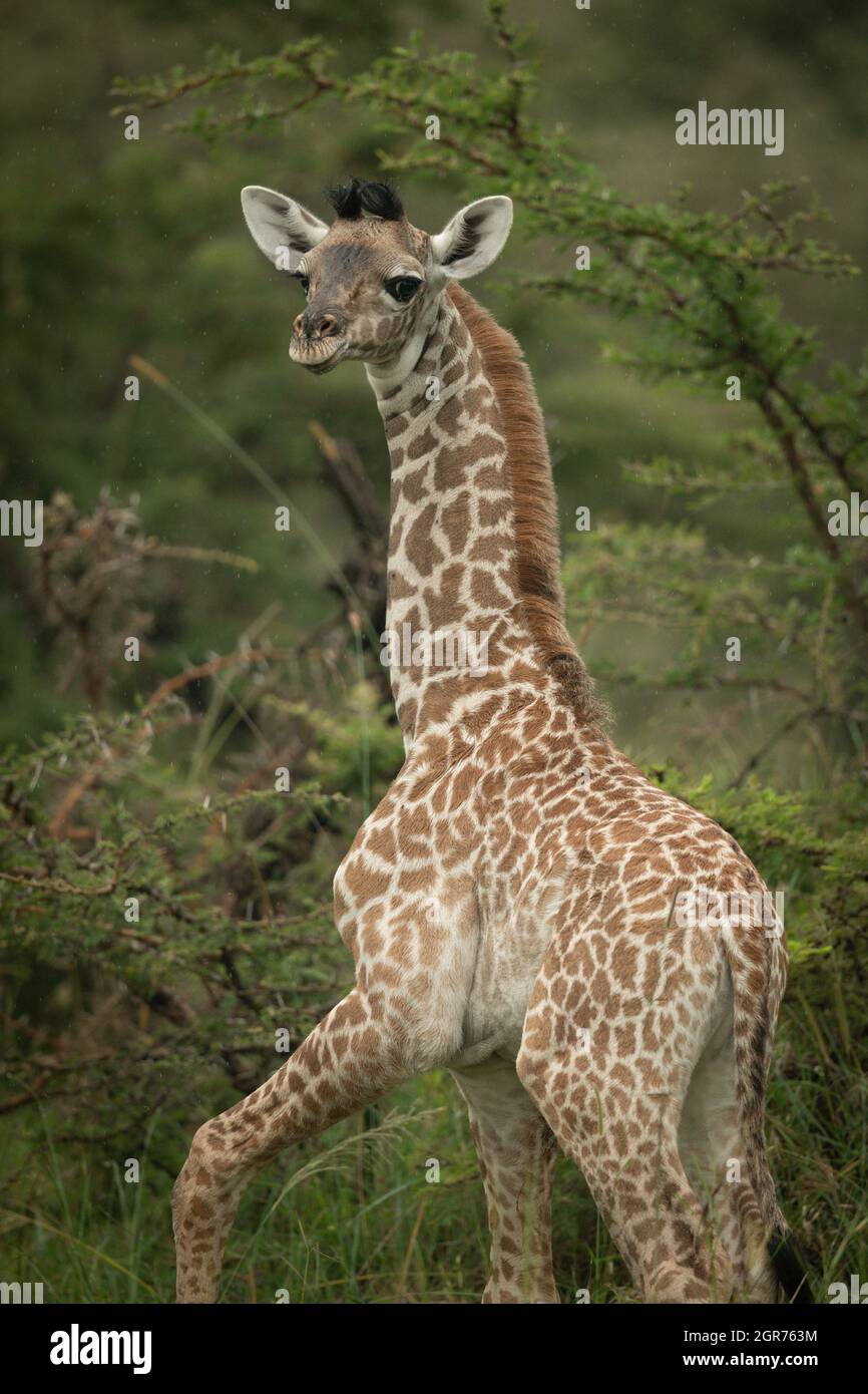 Child looking up at giraffe hi-res stock photography and images - Alamy