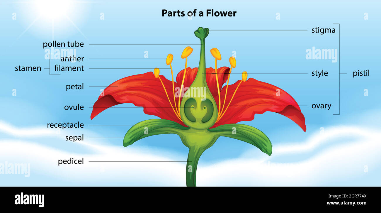 Parts of a lily Stock Vector Images - Alamy