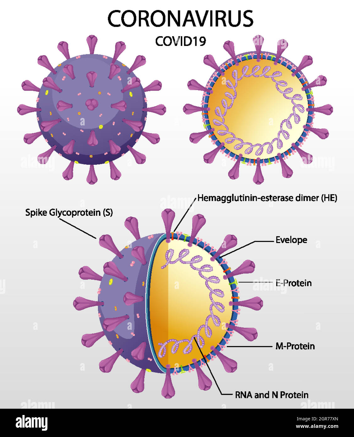 Diagram of Corona virus particle structure Stock Vector Image & Art - Alamy
