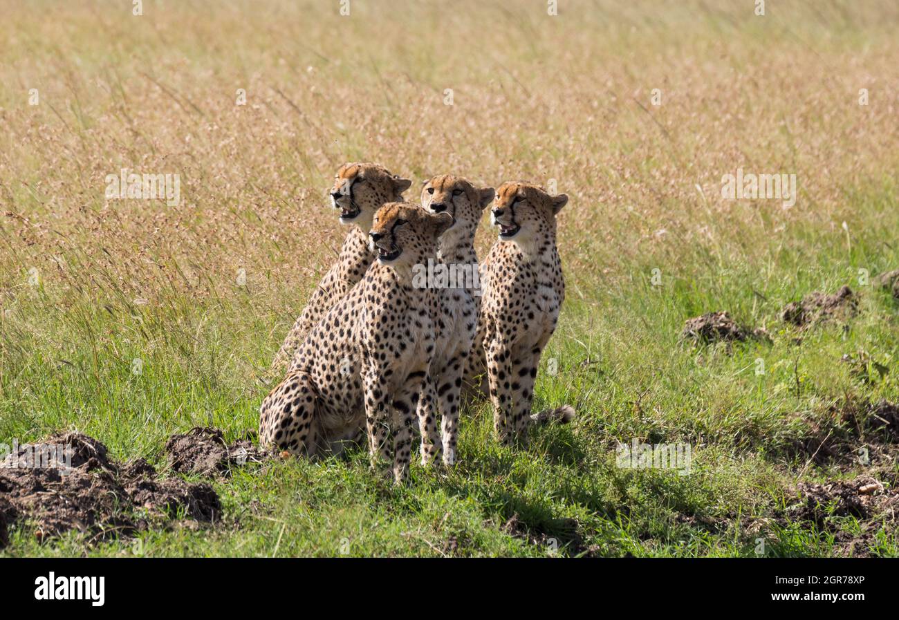 Cheetah in a group hi-res stock photography and images - Alamy