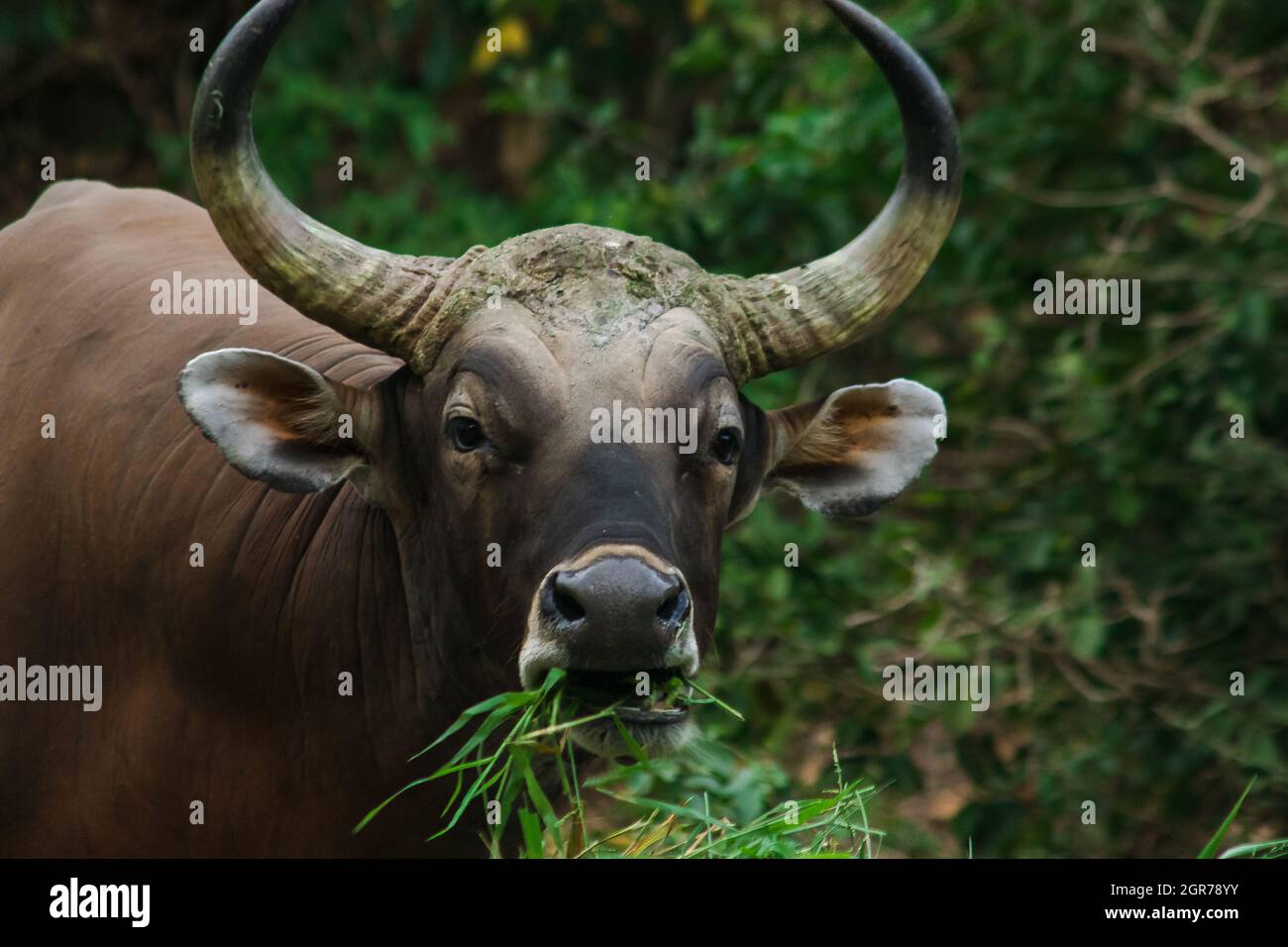 Buffalo breed hi-res stock photography and images - Alamy