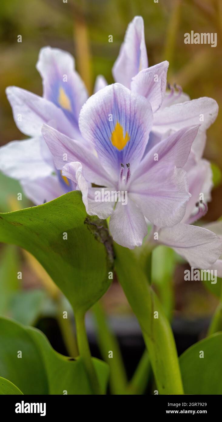 Common water hyacinth Stock Photo - Alamy