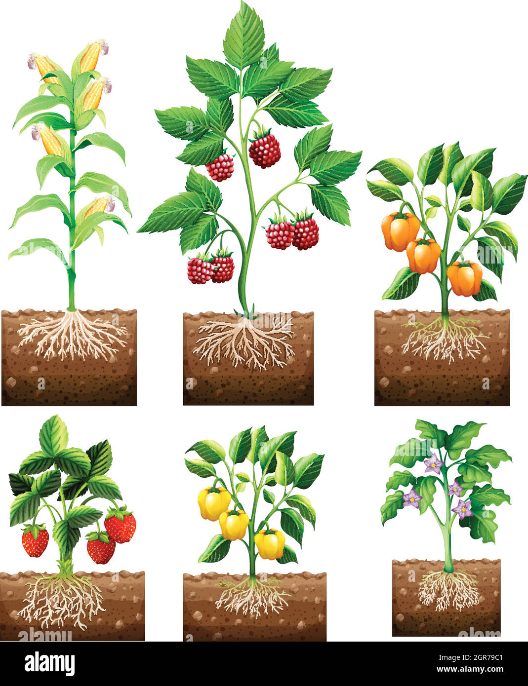Plant garden plant Stock Vector Images - Alamy