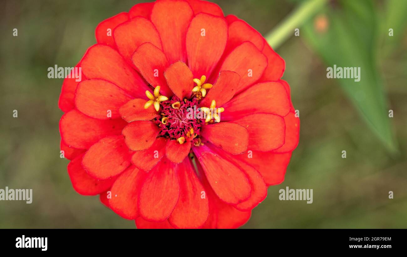 Zinnia detail hi-res stock photography and images - Alamy