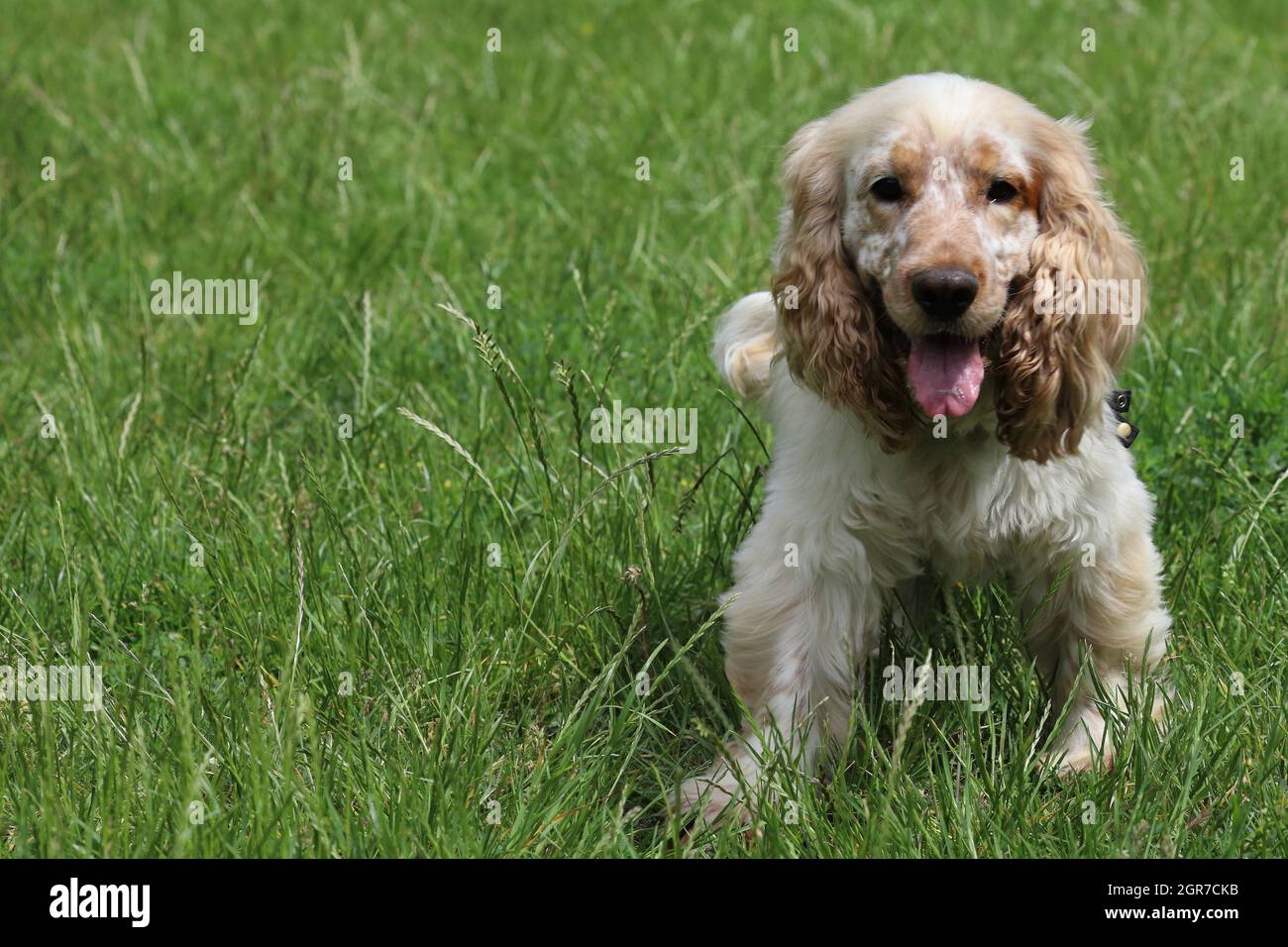 Cockapoo looking out hi-res stock photography and images - Alamy