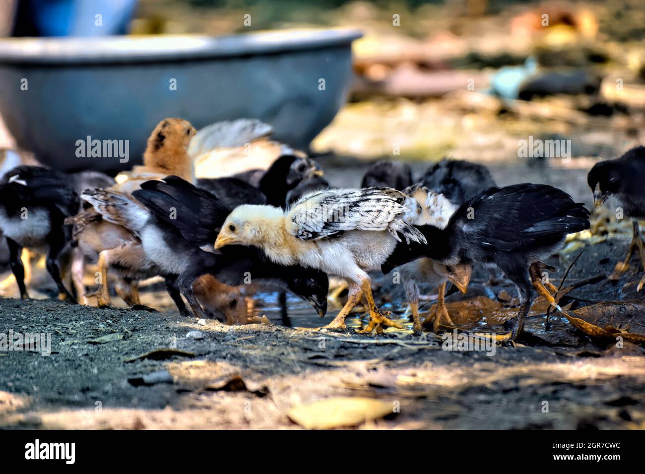 Bird eating grains hi-res stock photography and images - Alamy